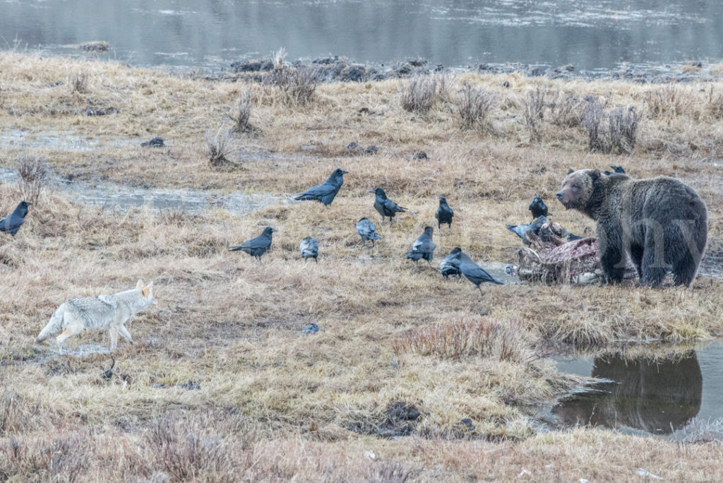 Grizzly Bear Coyote Ravens Bison Carcass – Tom Murphy Photography