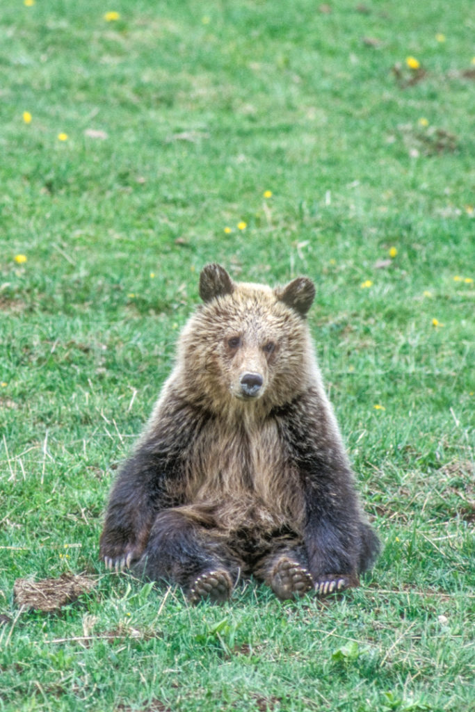 Grizzly Bear Cub Buddha – Tom Murphy Photography