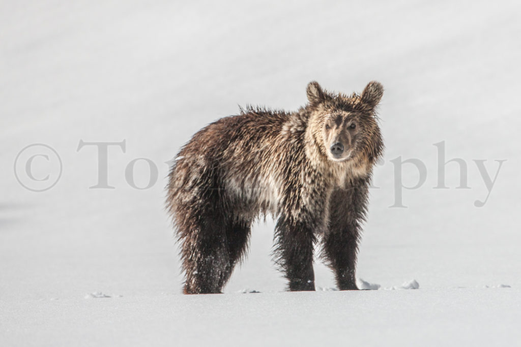 Grizzly Bear Snow – Tom Murphy Photography
