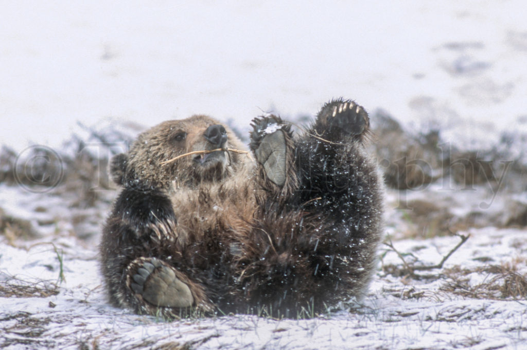 Grizzly Cub Rolling On Back – Tom Murphy Photography