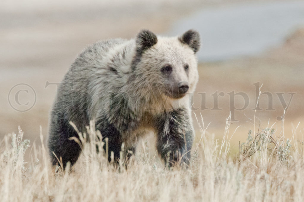 Grizzly Cub Walking – Tom Murphy Photography