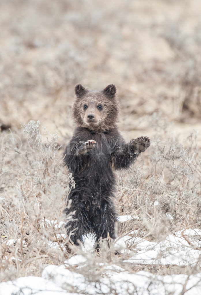 Grizzly Cub Waving – Tom Murphy Photography