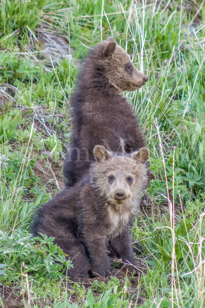 Grizzly Cubs – Tom Murphy Photography