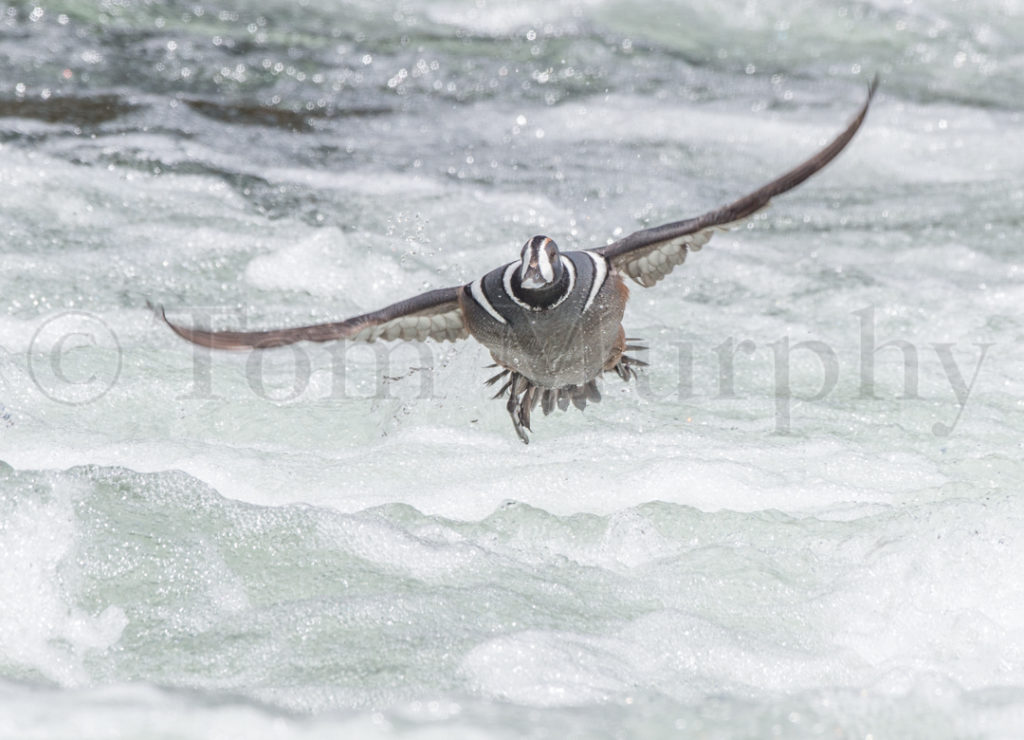 Harlequin Drake Flying – Tom Murphy Photography