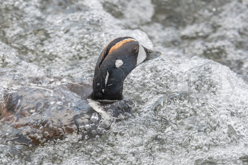 Harlequin Drake Foaming Water – Tom Murphy Photography