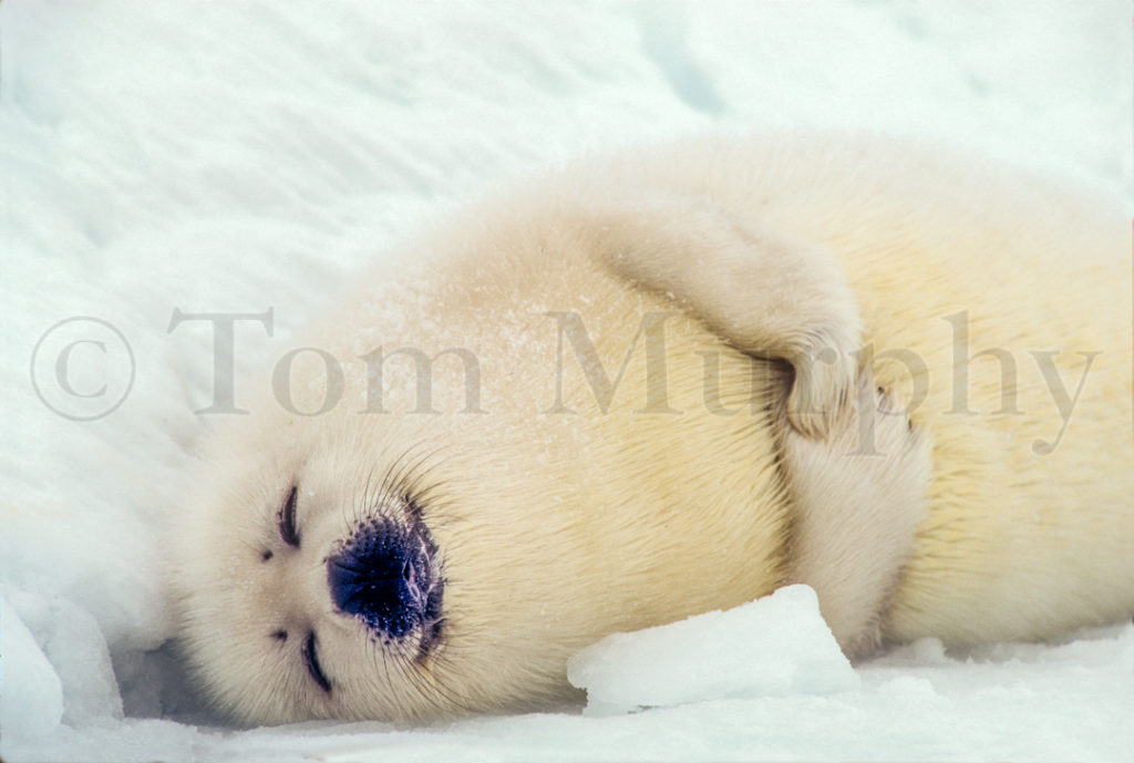 Harp Seal Milk – Tom Murphy Photography