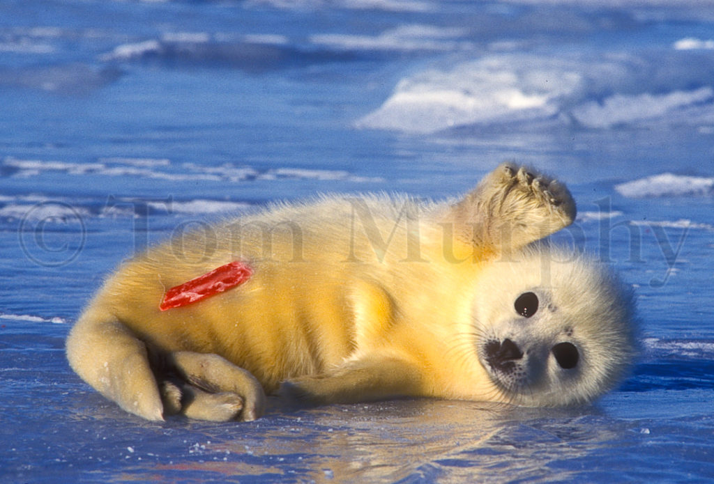Harp Seal Newborn Waving – Tom Murphy Photography Harp Seal Newborn Waving – Tom Murphy Photography