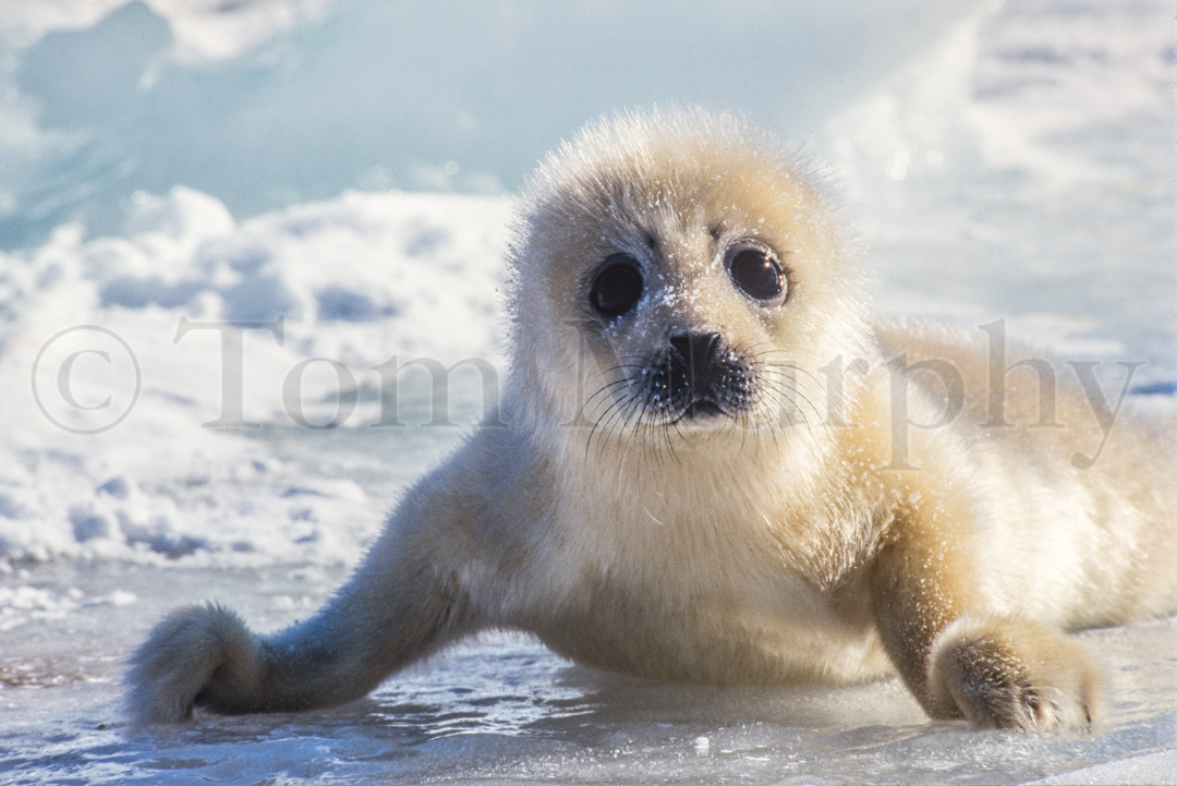 Harp Seal Pup – Tom Murphy Photography Harp Seal Pup – Tom Murphy Photography