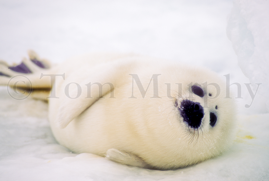 Harp Seal Pup – Tom Murphy Photography Harp Seal Pup – Tom Murphy Photography