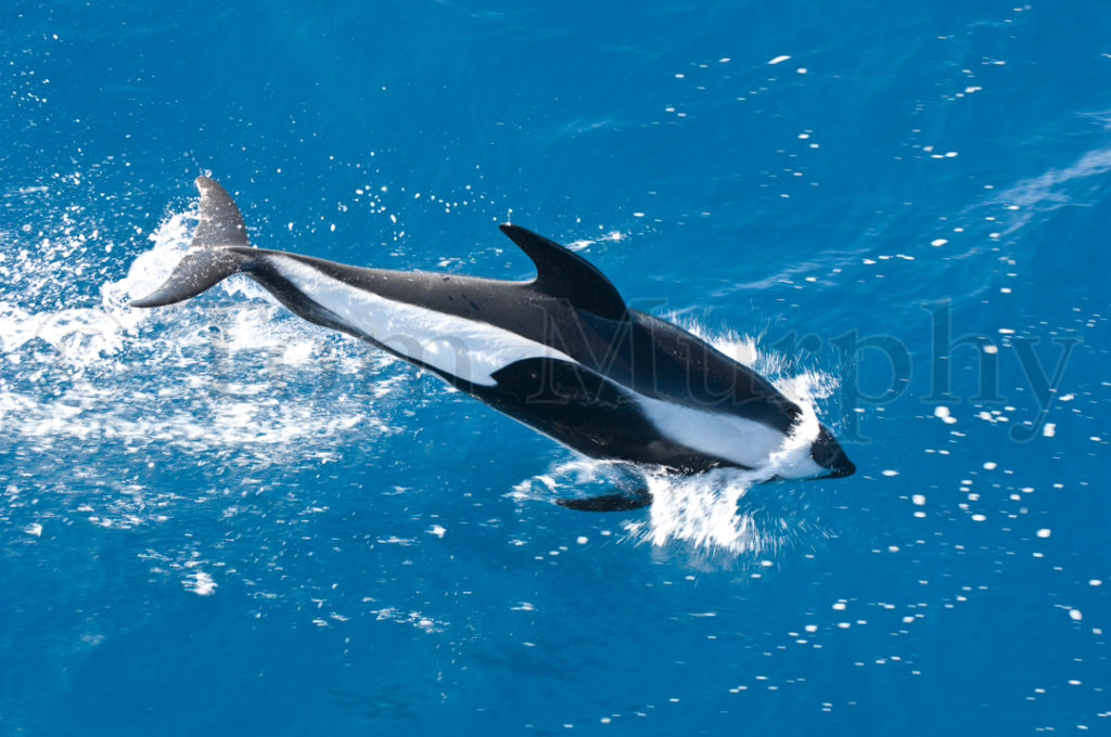 Hourglass Dolphin Antarctica – Tom Murphy Photography