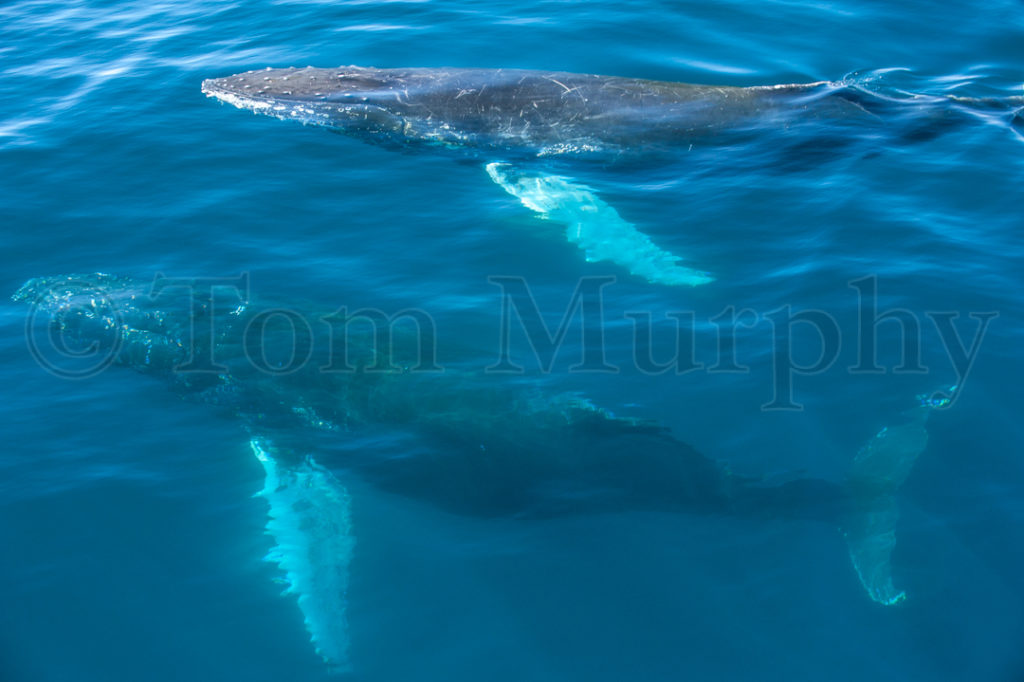 Humpback Whales – Tom Murphy Photography