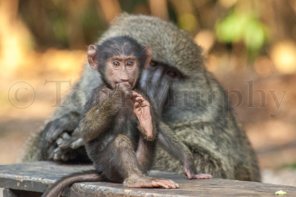 Infant Baboon Feet – Tom Murphy Photography