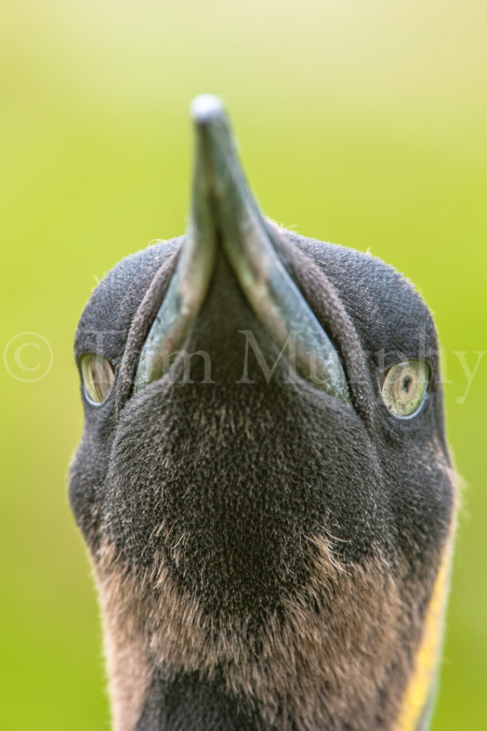 King Penguin Chick Head – Tom Murphy Photography