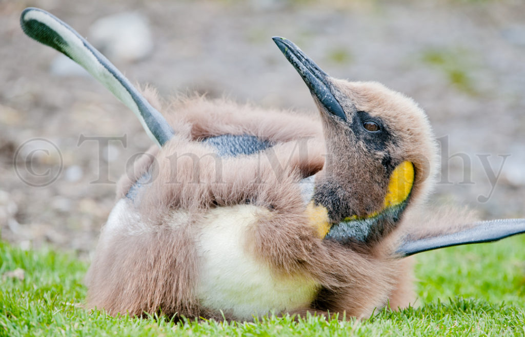 King Penguin Chick – Tom Murphy Photography