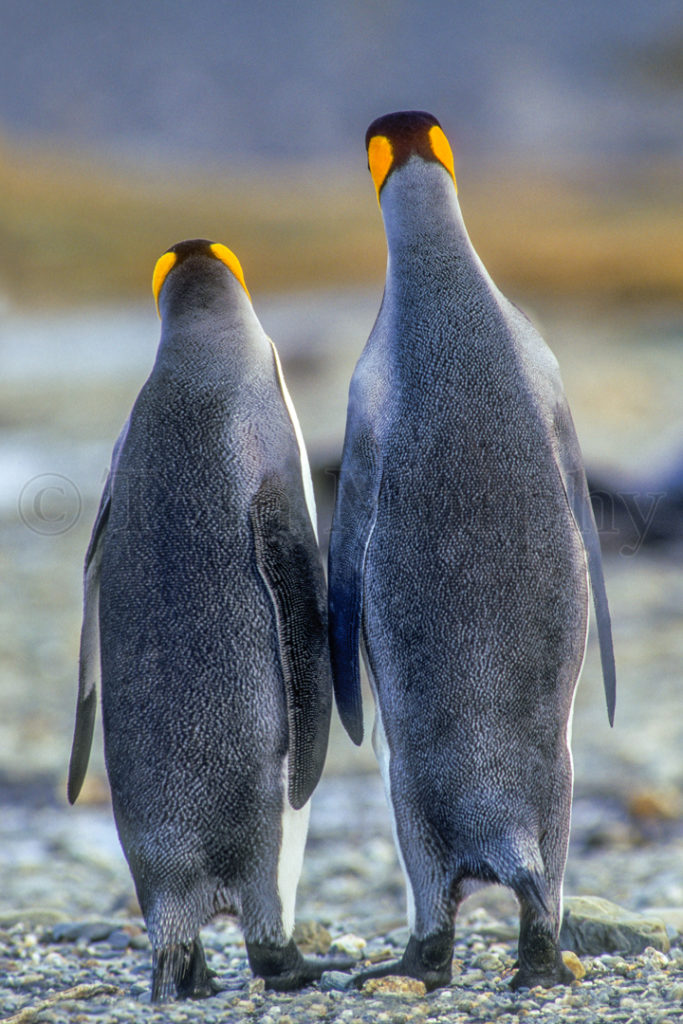 King Penguin Pair Walking Together – Tom Murphy Photography