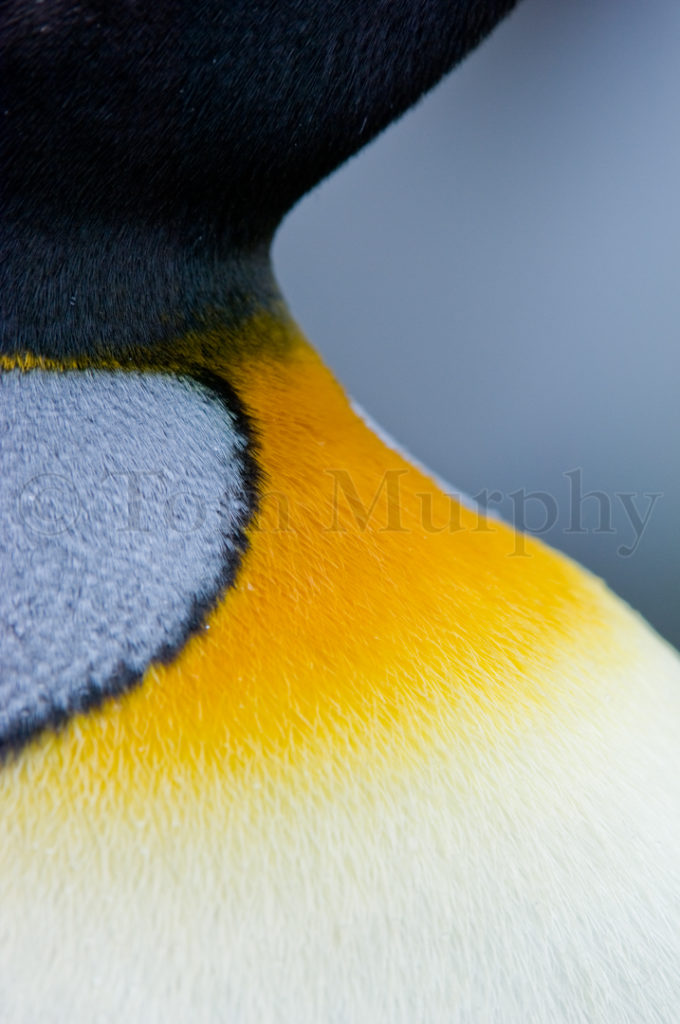 King Penguin Throat – Tom Murphy Photography