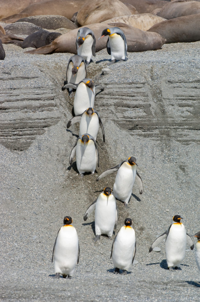 King Penguins Sand – Tom Murphy Photography