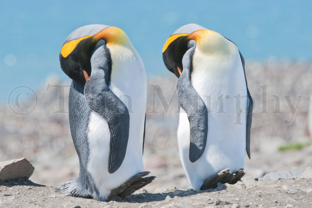 King Penguins Sleeping – Tom Murphy Photography