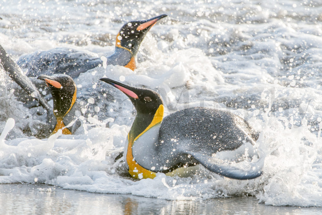 King Penguins Surf – Tom Murphy Photography