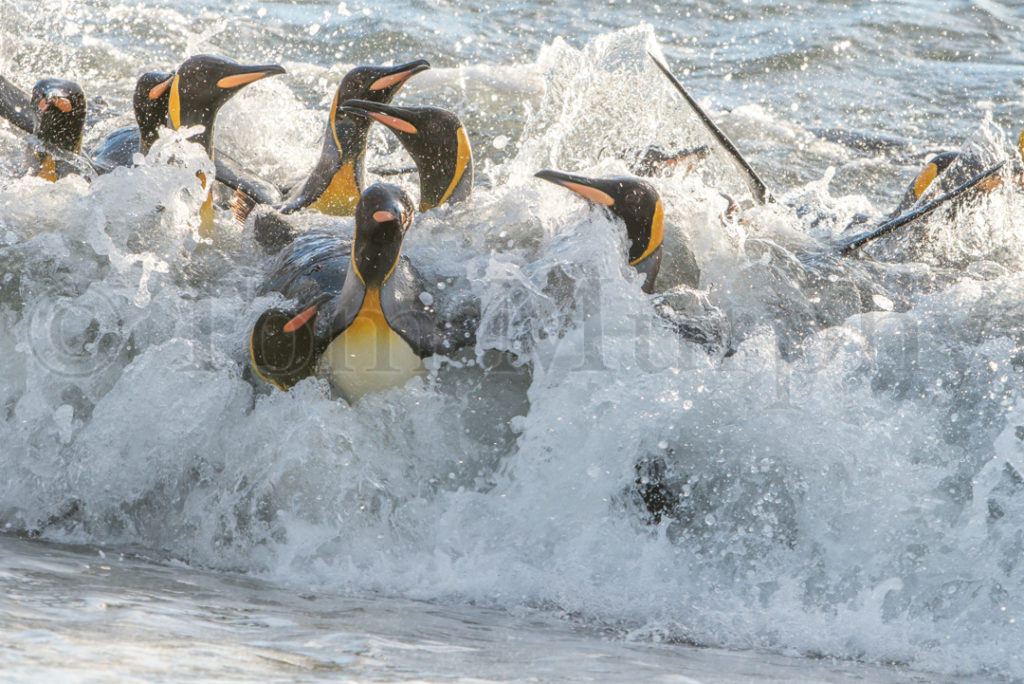 King Penguins Surf – Tom Murphy Photography