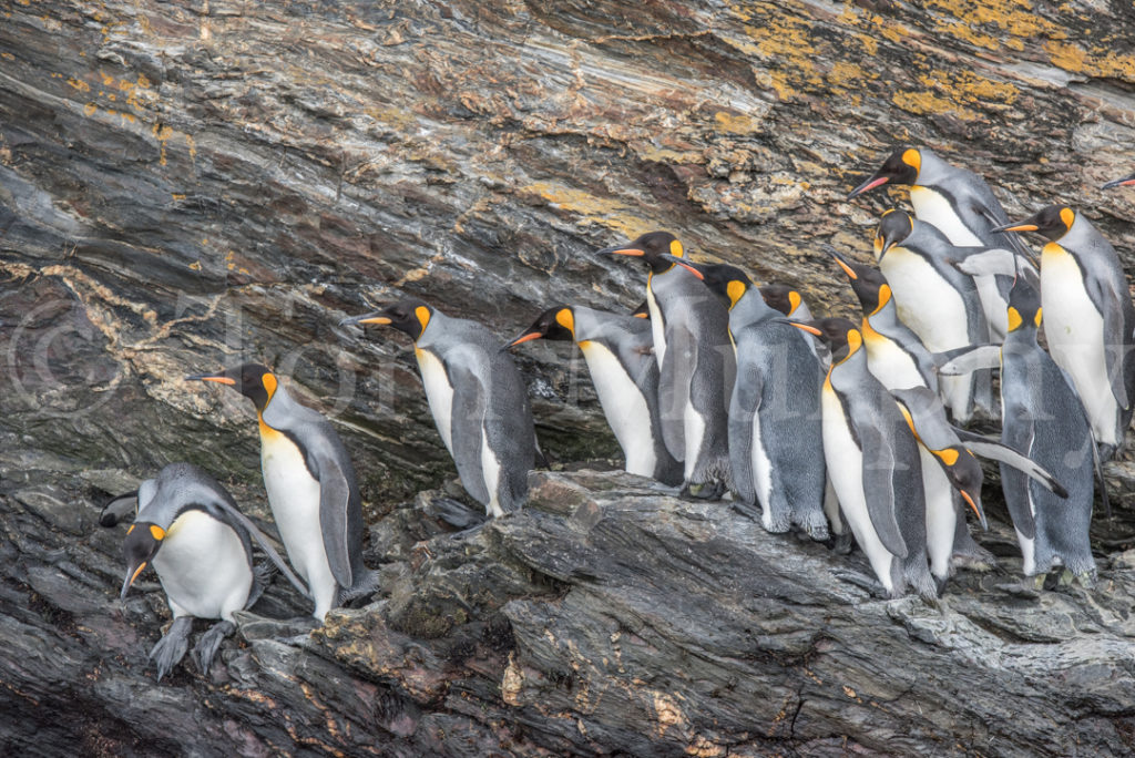 King Penguins Walking Rocks – Tom Murphy Photography