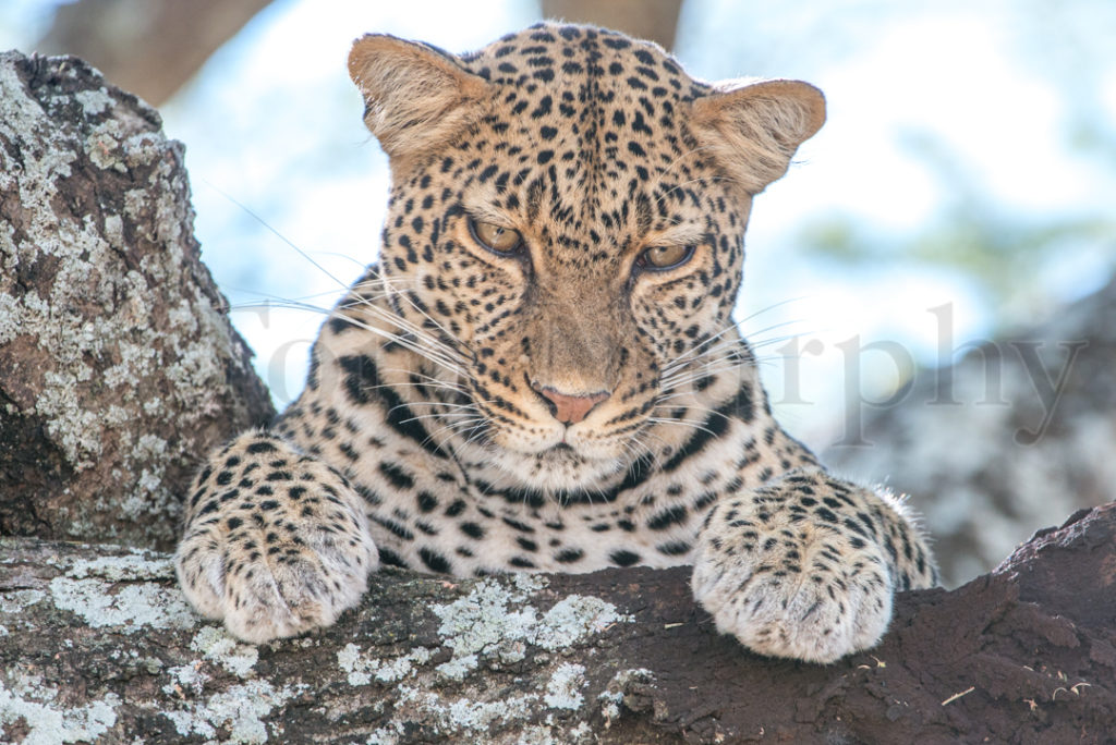 Leopard Tree Trunk – Tom Murphy Photography