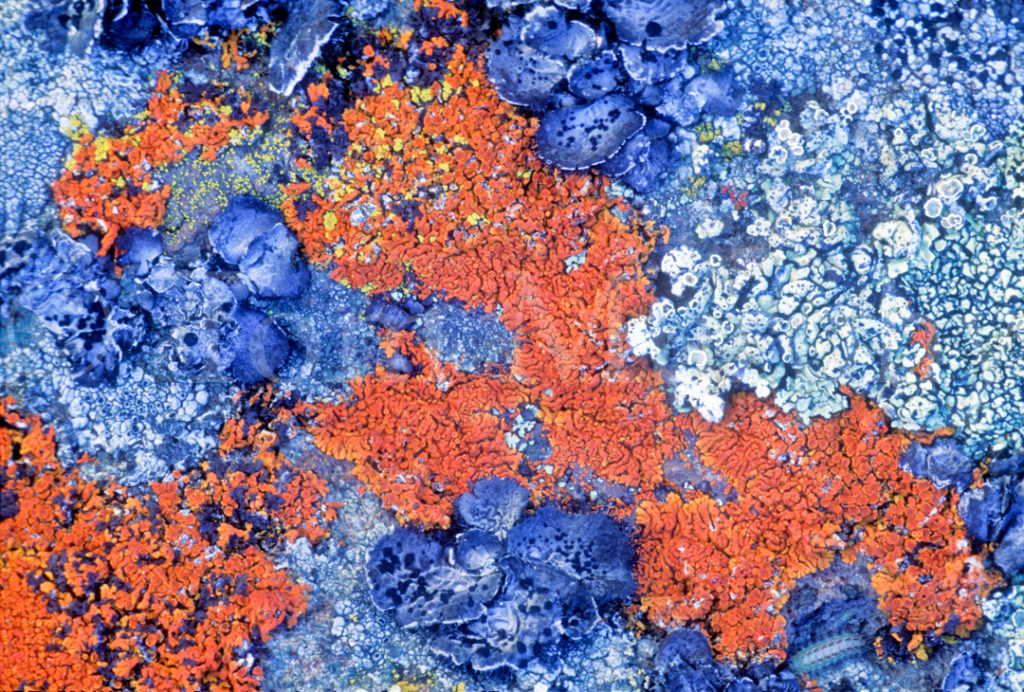 Lichen Orange Blue Grey – Tom Murphy Photography