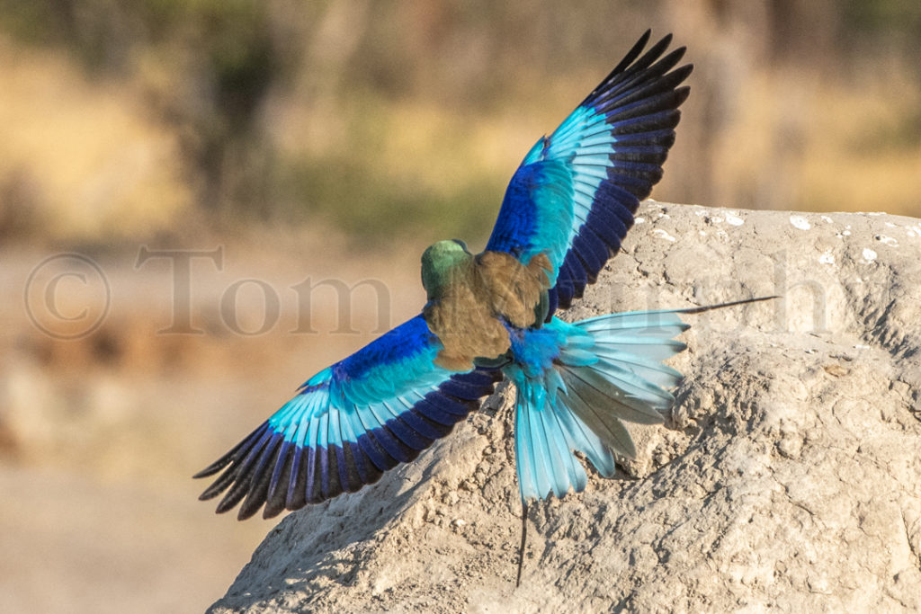 Lilac Breasted Roller Flight – Tom Murphy Photography