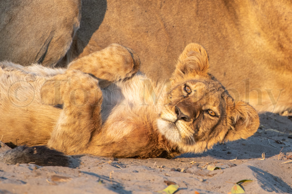 Lion Cub On Back – Tom Murphy Photography