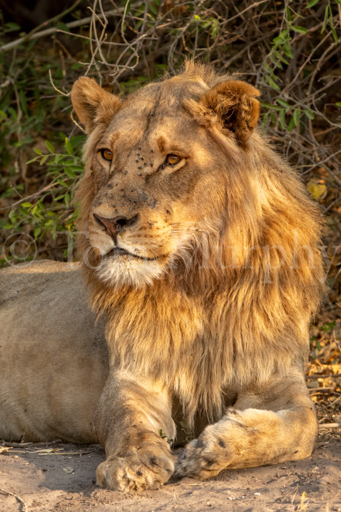 Lion Male Foot – Tom Murphy Photography