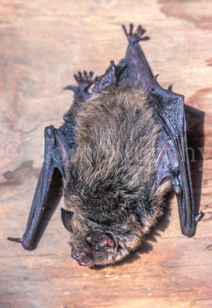 Little Brown Bat – Tom Murphy Photography