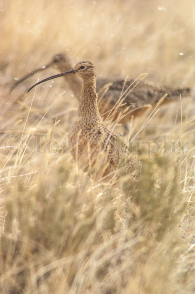 Long Billed Curlews – Tom Murphy Photography