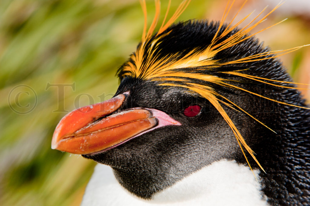 Macaroni Penguin Head – Tom Murphy Photography