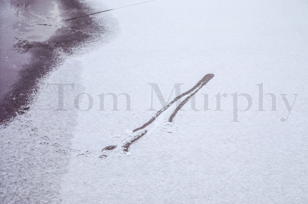 Mallard Landing Tracks – Tom Murphy Photography