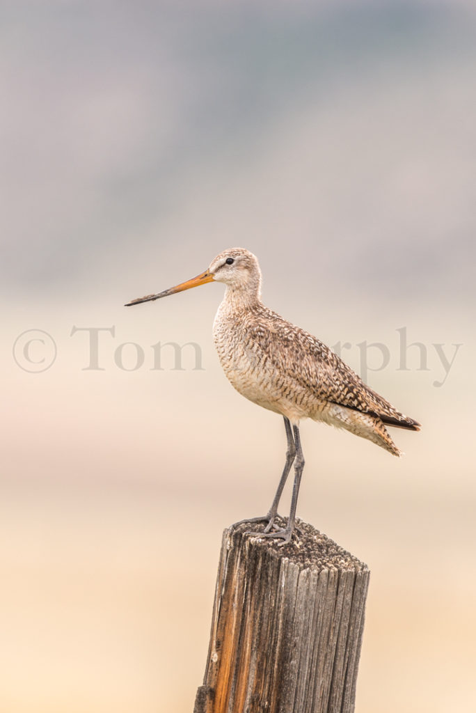 Marbled Godwit Post – Tom Murphy Photography