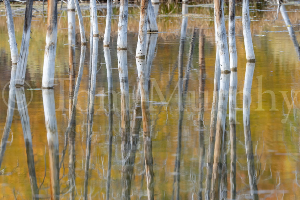 Mineralized Trees Autumn Reflections – Tom Murphy Photography