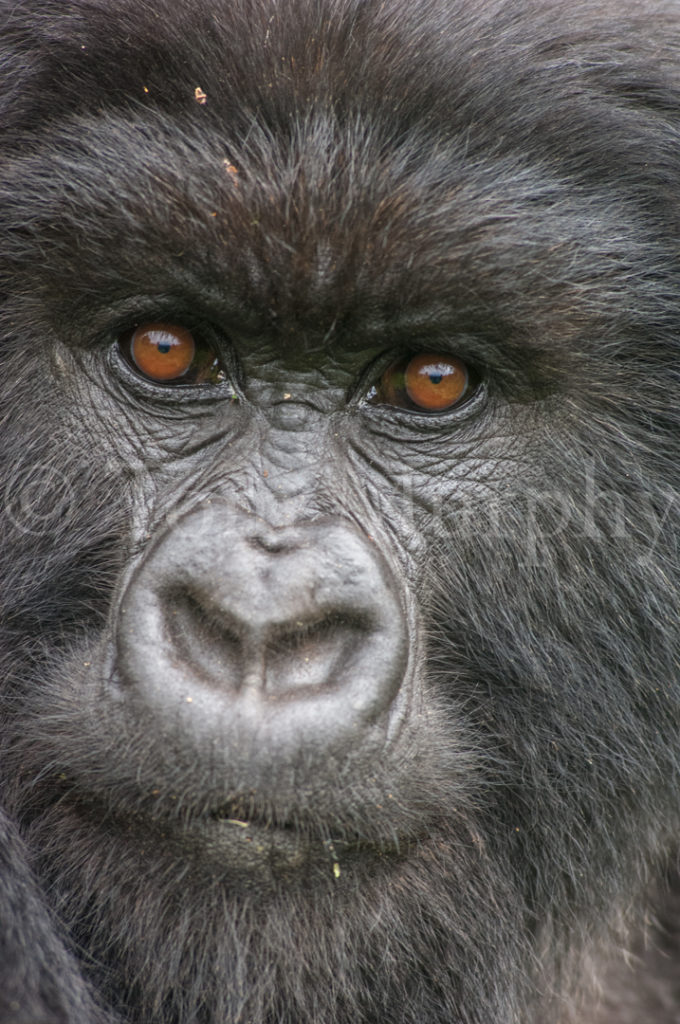 Mountain Gorilla Face – Tom Murphy Photography