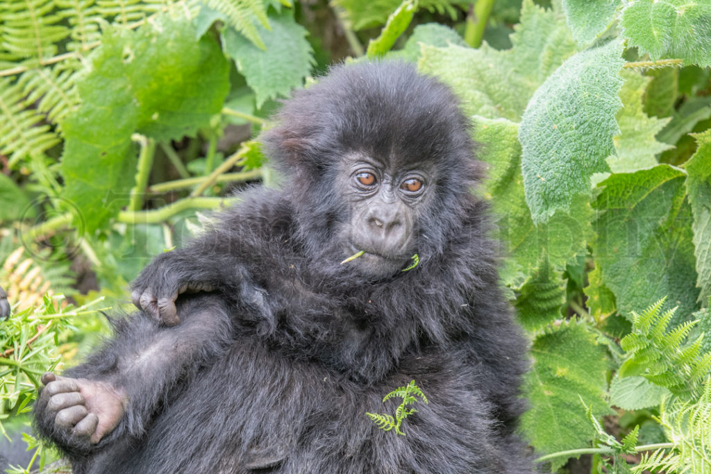 Mountain Gorilla Juvenile Scratching – Tom Murphy Photography