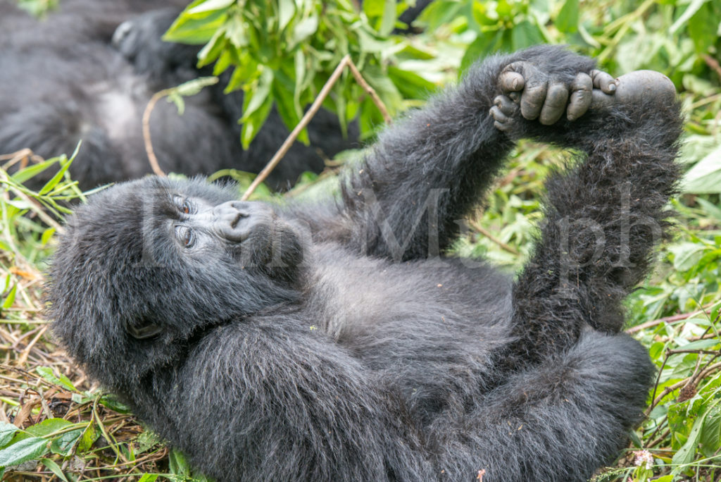 Mountain Gorilla Stretching Foot – Tom Murphy Photography