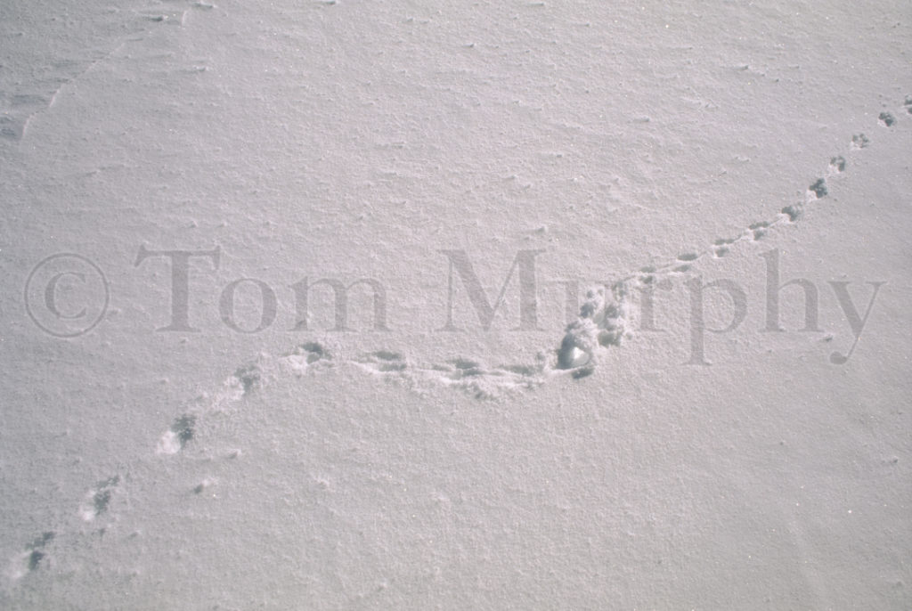 Mouse Tracks Tunnel – Tom Murphy Photography