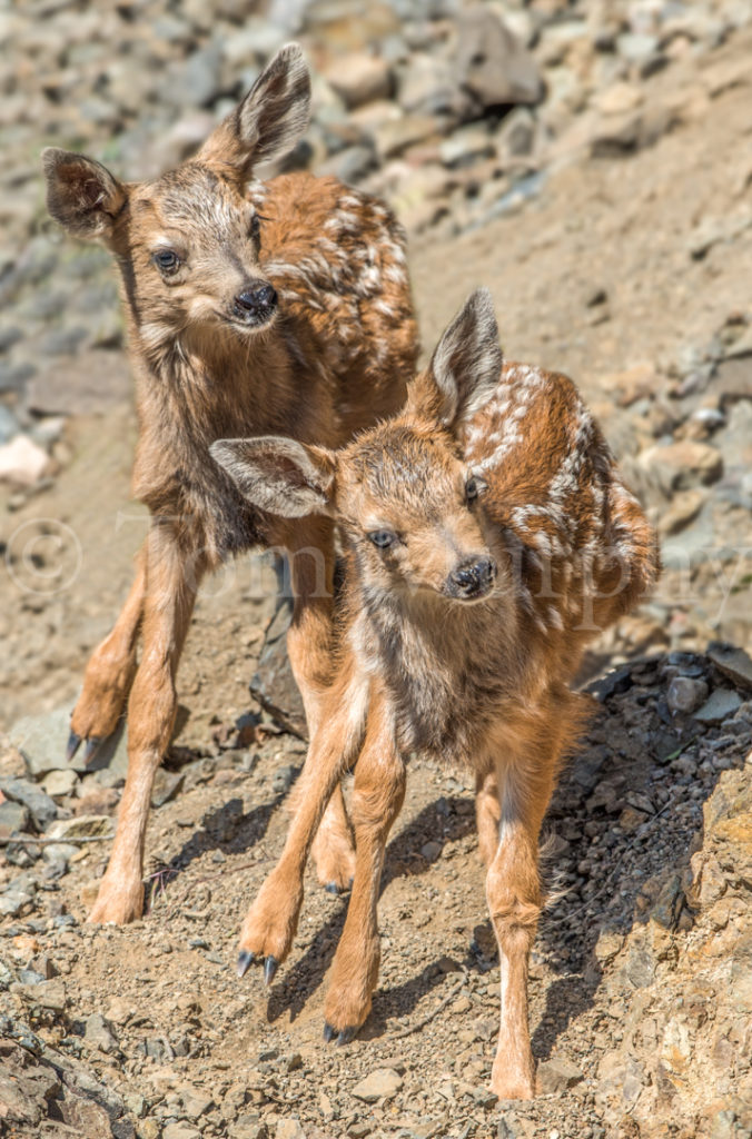 Mule Deer Twin Fawns – Tom Murphy Photography