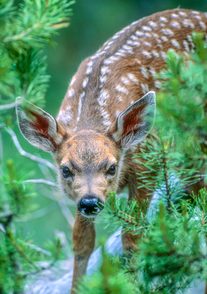 Mule Deer Fawn Photo Mule Deer Fawn | WolfQuest Wiki | Fandom