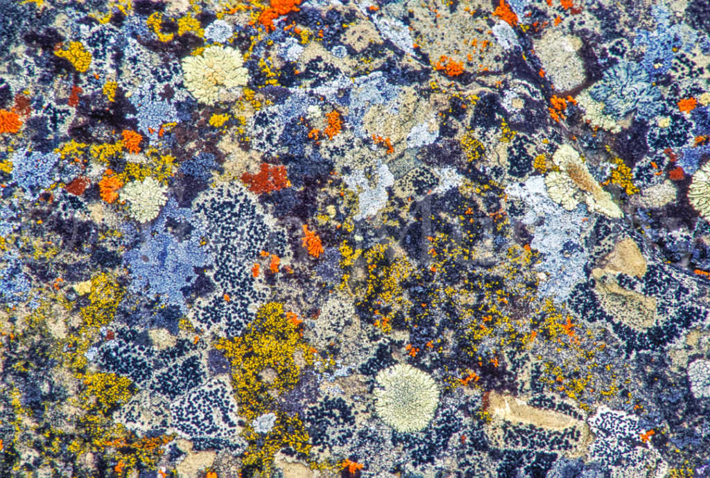 Abstracts – Tom Murphy Photography