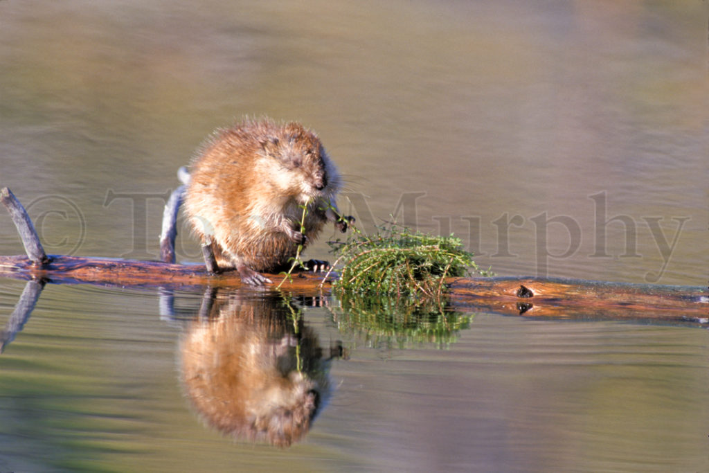 Muskrat Feeding On Log – Tom Murphy Photography