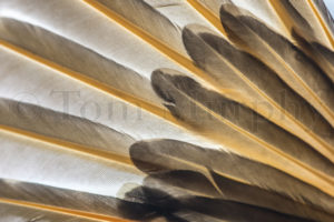 Northern Flicker Wing Feathers – Tom Murphy Photography