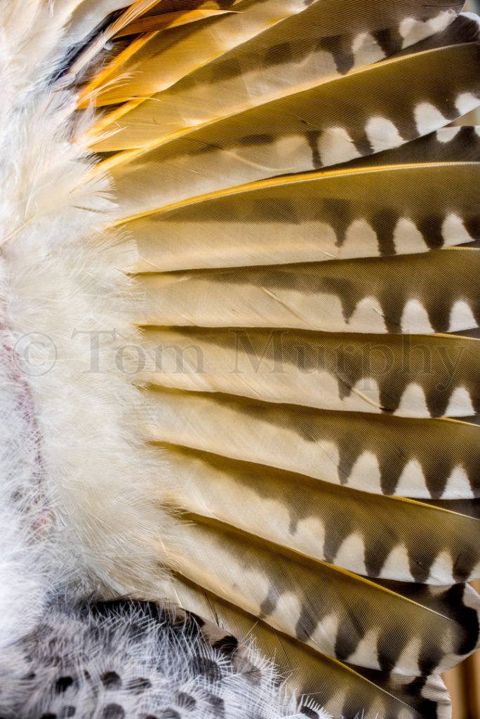 Northern Flicker Wing Feathers – Tom Murphy Photography