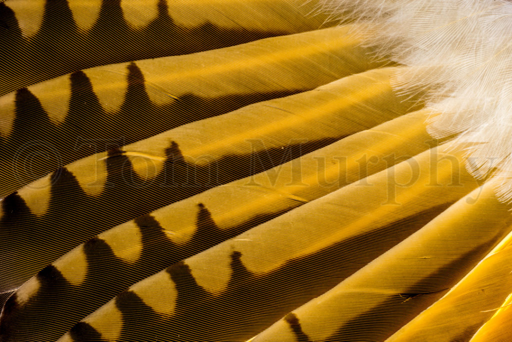 Northern Flicker Wing Feathers – Tom Murphy Photography