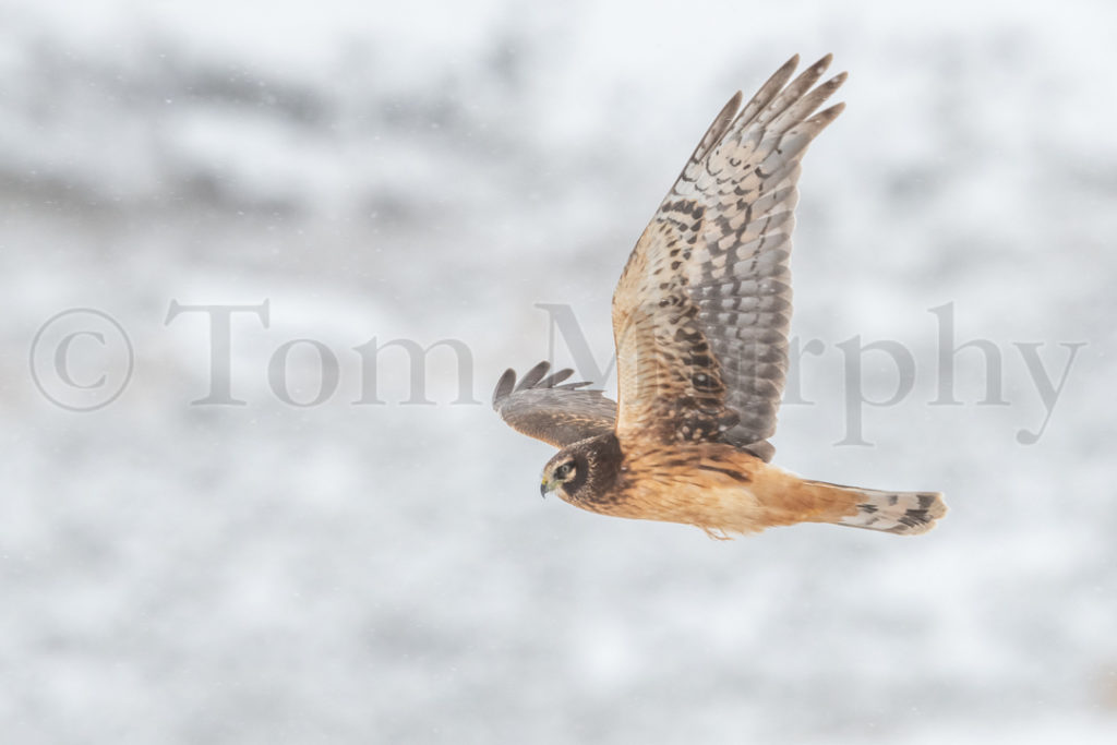 Northern Harrier Flight – Tom Murphy Photography