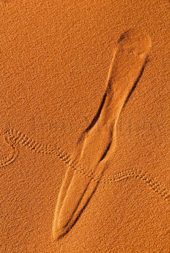 Orange Sand Insect Tracks Abstract – Tom Murphy Photography