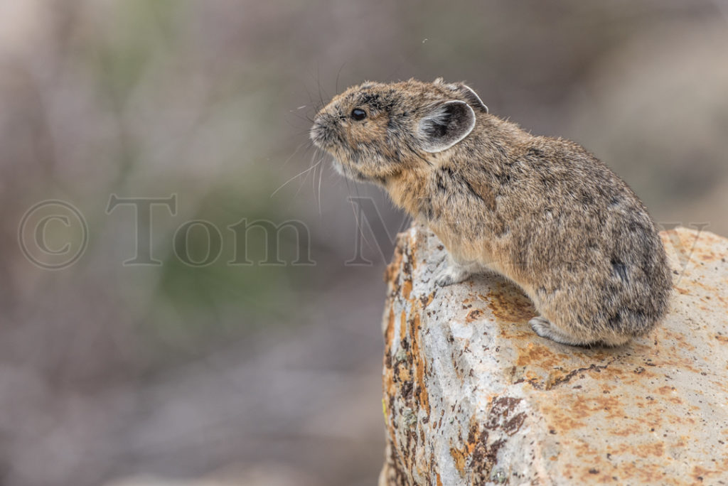 Pika Calling – Tom Murphy Photography